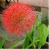 kopyor klapa bogor: Tanaman Bunga Desember (Blood Lily)