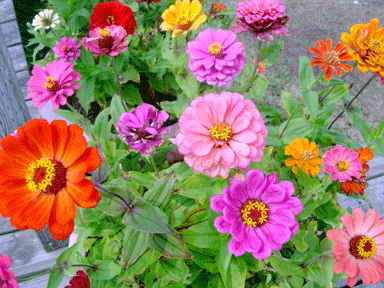 Pesta Bunga di Taman Dengan Zinnia - BibitBunga.com