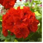 Bunga Geranium - BibitBunga.com
