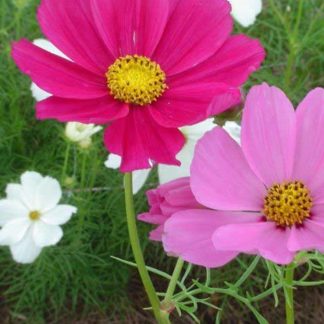 Tips Memilih Bibit Bunga yang Cocok Bagi Pemula - BibitBunga.com