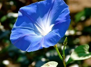 Tips Memilih Bibit Bunga yang Cocok Bagi Pemula - BibitBunga.com