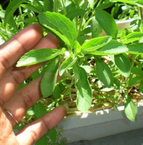 Jual Tanaman Stevia Harga Murah Ecer/Grosir - BibitBunga.com
