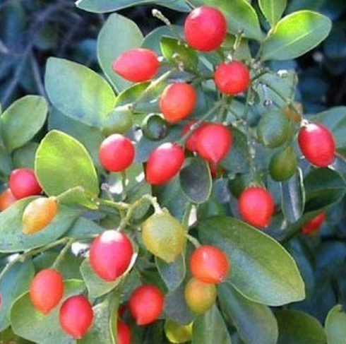 Bibit Bunga Kemuning