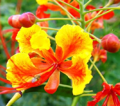 Mengenal Kembang Merak Lebih Dekat - BibitBunga.com