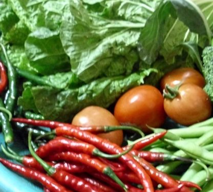 Benih Tanaman Sayur Terlaris untuk Ditanam di Rumah - BibitBunga.com