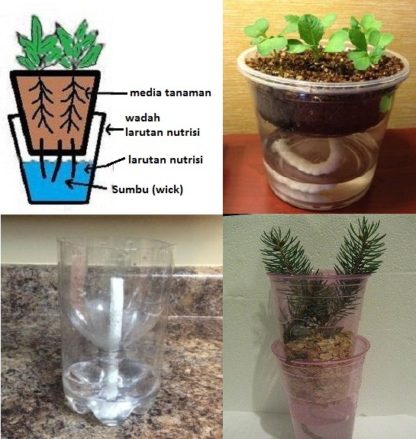 Cara Menanam Hidroponik Sederhana Untuk Pemula - BibitBunga.com