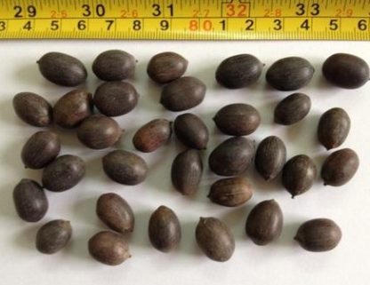 Cara Semai Benih / Biji Lotus - BibitBunga.com