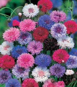Jual Benih Cornflower Tall Mixed 500 Biji - Mr Fothergills - BibitBunga.com
