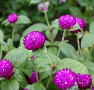 Jual Tanaman Bunga Kancing - BibitBunga.com