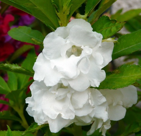 Bunga Pacar Air Putih