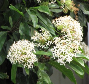 Tanaman Ixora Putih