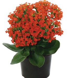 Tanaman Kalanchoe Orange