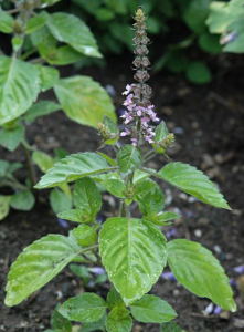 Tanaman Holy Basil