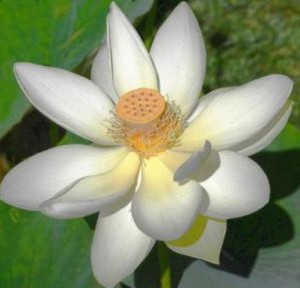 Tanaman Lotus Putih