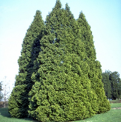 Northern White Cedar
