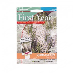 Jual Benih Verbascum Flush Of White 100 Biji - Johnsons Seeds ...