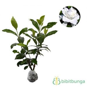 Jual Tanaman Kaca Piring (Cape Jasmine) - BibitBunga.com