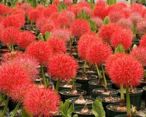 Jual Tanaman Bunga Desember (Blood Lily) - BibitBunga.com
