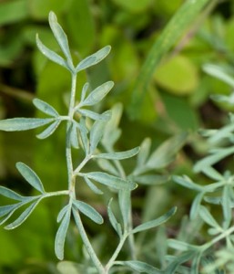 Jual Tanaman Daun Inggu - BibitBunga.com