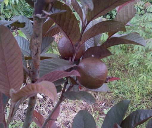 Jual Tanaman Jambu Biji Merah Australia - BibitBunga.com