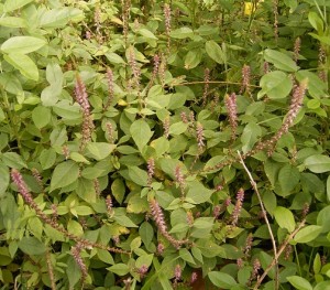 Jual Tanaman Jarong (Pecut Kuda) - BibitBunga.com