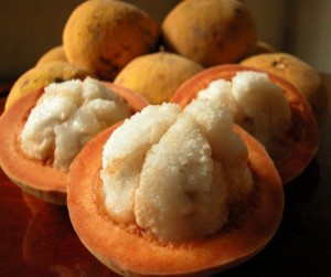 Jual Tanaman Kecapi Bangkok (Bangkok Santol) - BibitBunga.com