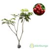 Jual Tanaman Leci Kom (Dwarf Lychee) - BibitBunga.com