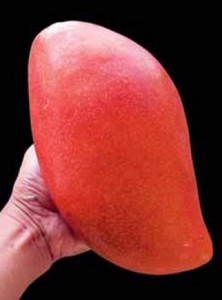 Jual Tanaman Mangga Emperor - BibitBunga.com