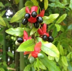 Jual Tanaman Mickey Mouse Plant - BibitBunga.com