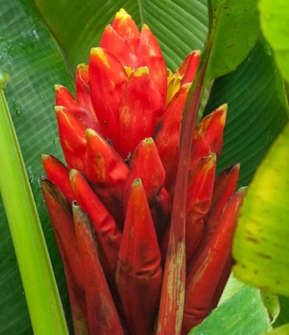 Jual Tanaman Pisang Songgo Langit (Scarlet Banana) - BibitBunga.com