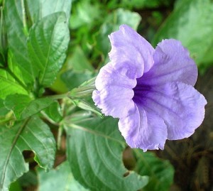 Jual Tanaman Pletekan (Ceplikan) - BibitBunga.com