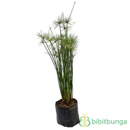 Jual Tanaman Dwarf Papyrus - BibitBunga.com