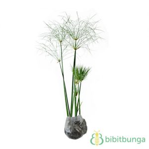 Jual Tanaman Giant Papyrus - BibitBunga.com