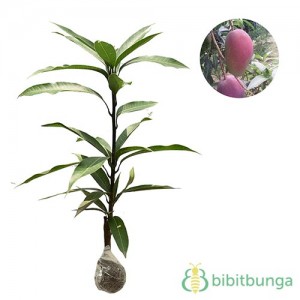 Jual Tanaman Mangga Emperor - BibitBunga.com
