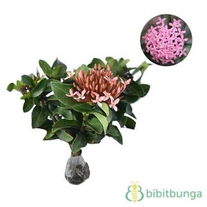 Tanaman Soka Pink