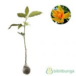 Tanaman Cempaka (Kantil) Kuning - BibitBunga.com