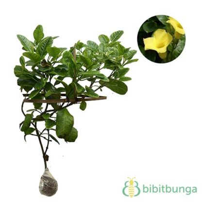 Jual Tanaman Mandevilla Kuning (Yellow Mandevilla) - BibitBunga.com