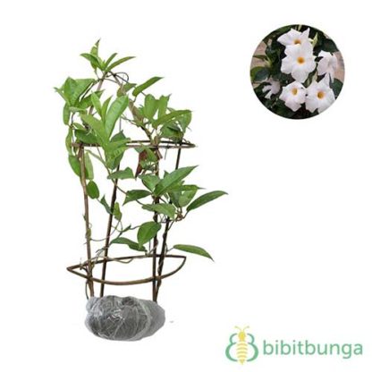 Jual Tanaman Mandevilla Putih (White Mandevilla) - BibitBunga.com