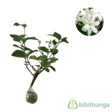 Tanaman Melati Gambir Impor (Jasminum nitidum) - BibitBunga.com