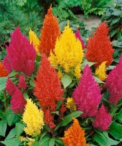Mengenal Celosia si Jengger Ayam - BibitBunga.com