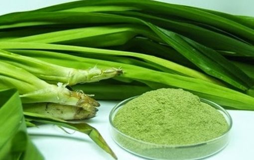 Manfaat dan Khasiat Daun Pandan Wangi - BibitBunga.com