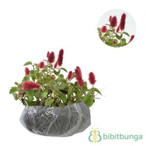 Jual Tanaman Dwarf Acalypha - BibitBunga.com