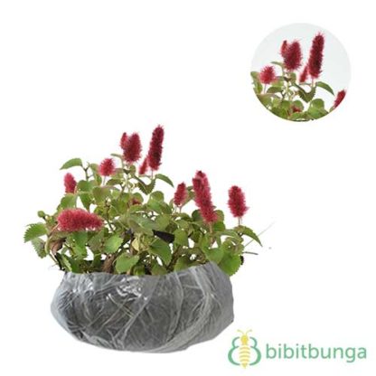 Jual Tanaman Dwarf Acalypha - BibitBunga.com