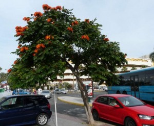 Jual Tanaman Sepatu Dea (Spathodea) - BibitBunga.com