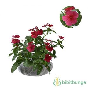 Jual Tanaman Tapak Dara Merah Import Tegak (Red Vinca Import ...