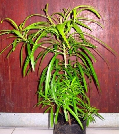 Jual Tanaman Zodia - BibitBunga.com