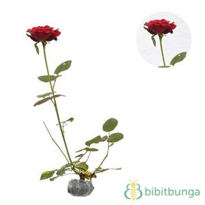 Jual Tanaman Mawar Merah Tanpa Duri - BibitBunga.com