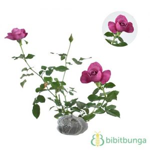 Cara Menanam Bunga Mawar dengan Stek Batang di Pot - BibitBunga.com