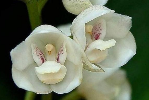 Aneka Bunga Berbentuk Unik dan Aneh di Dunia