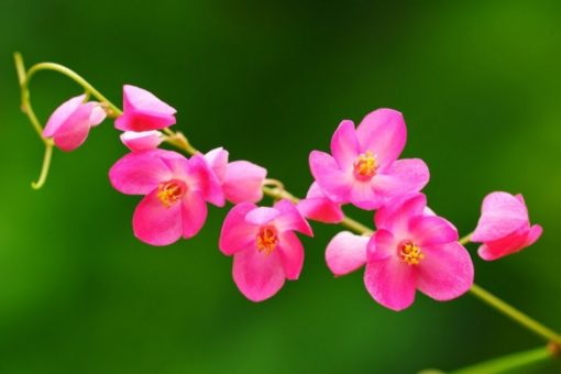 Bunga Air Mata Pengantin Sebagai Bunga Rambat - BibitBunga.com